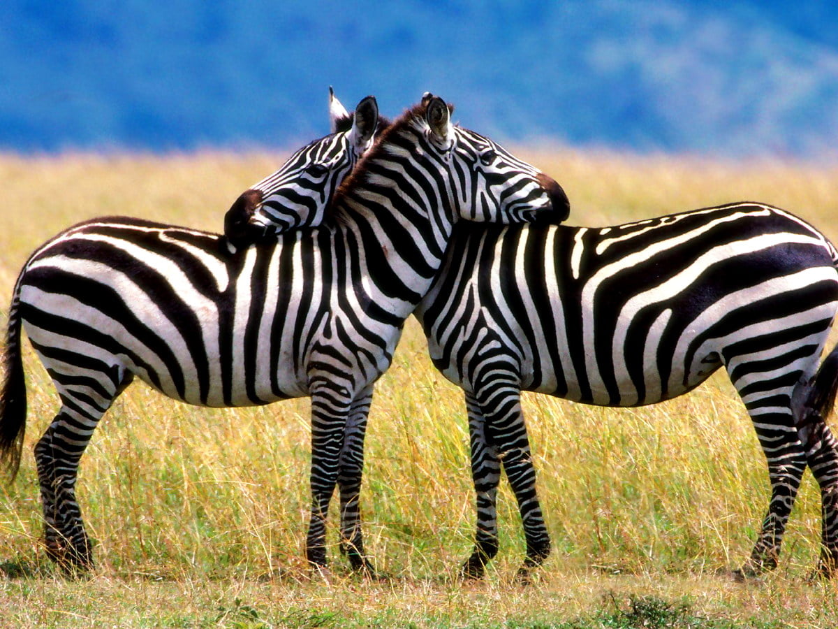 Tierwelt