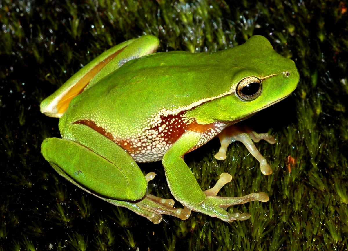 Frosch, Tiere, Baumsteigerfrösche Hintergrundbild 🔥 Kostenlose TOP ...