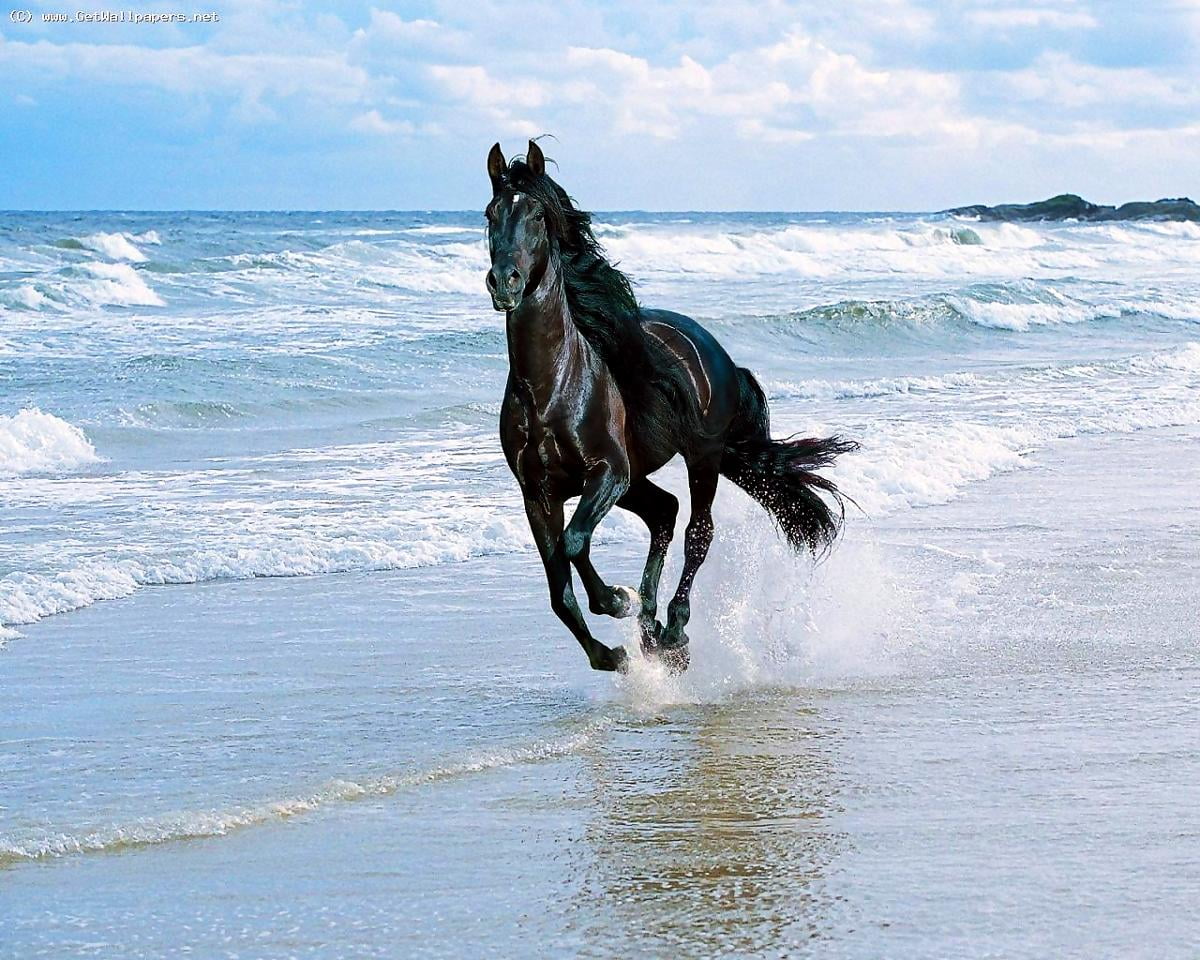 Pferd, Reiten, Tiere Hintergrund | Beste kostenlose Bilder