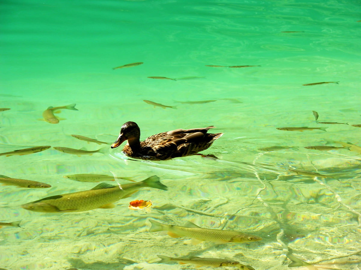 Cooles Ente, Vogel, Stockente Hintergrundbild | TOP kostenlose Wallpapers