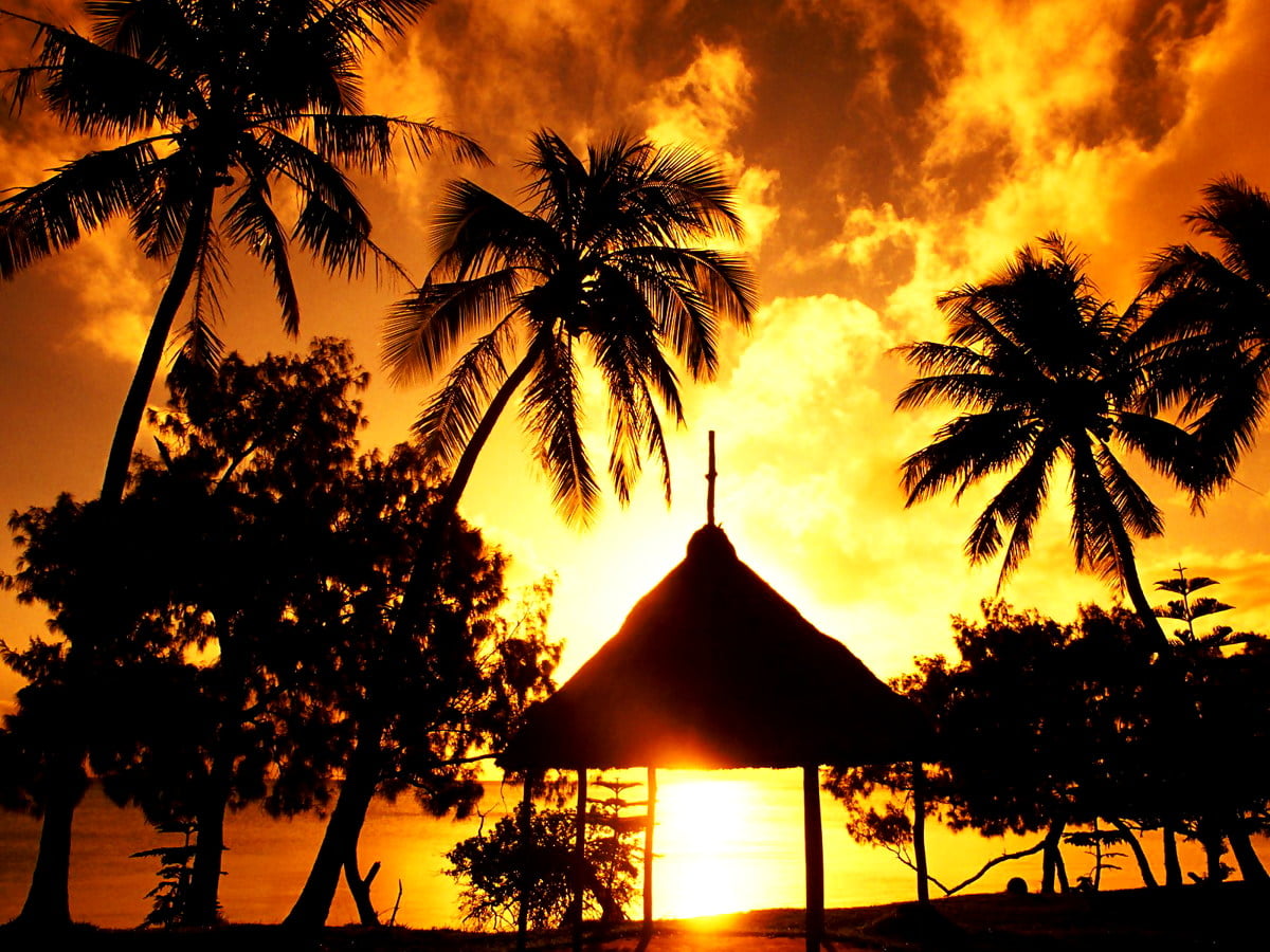 Hintergrundbild Natur, Palme, Tropen | Beste freie Wallpapers