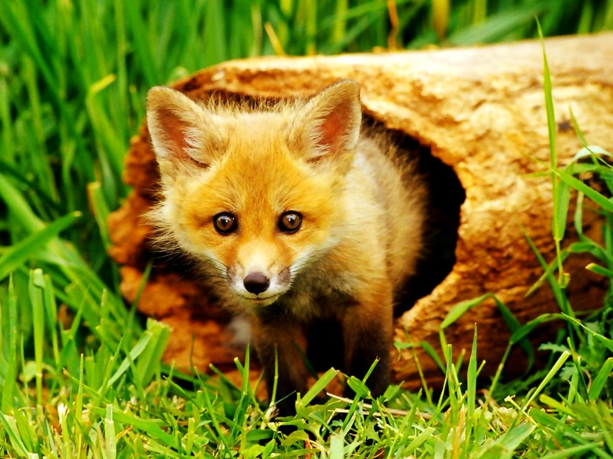 Hintergrundbild Fuchs, Roter Fuchs, Tierwelt | TOP kostenlose ...