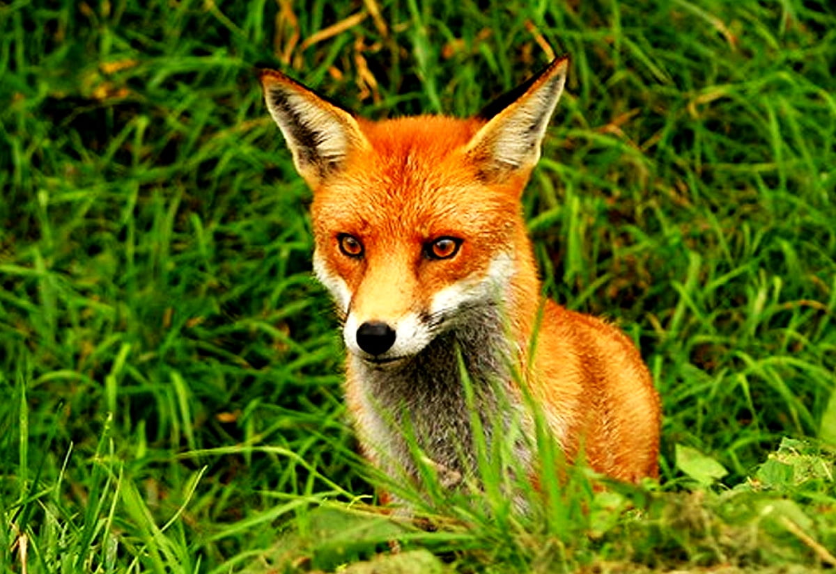 Bild Roter Fuchs, Fuchs, Tierwelt | Beste freie Fotos