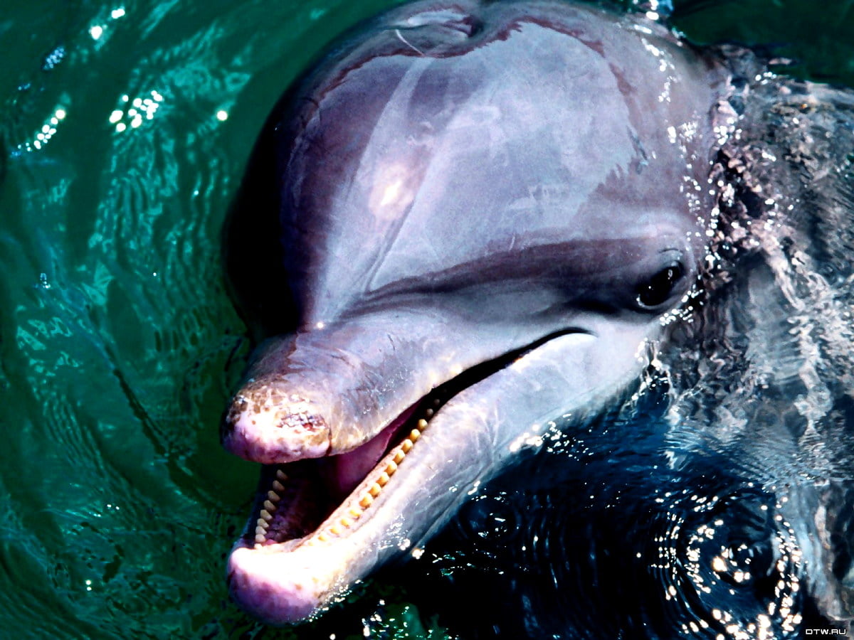 100+ Delfin Hintergrundbilder HD 🔥 Kostenlose Bilder