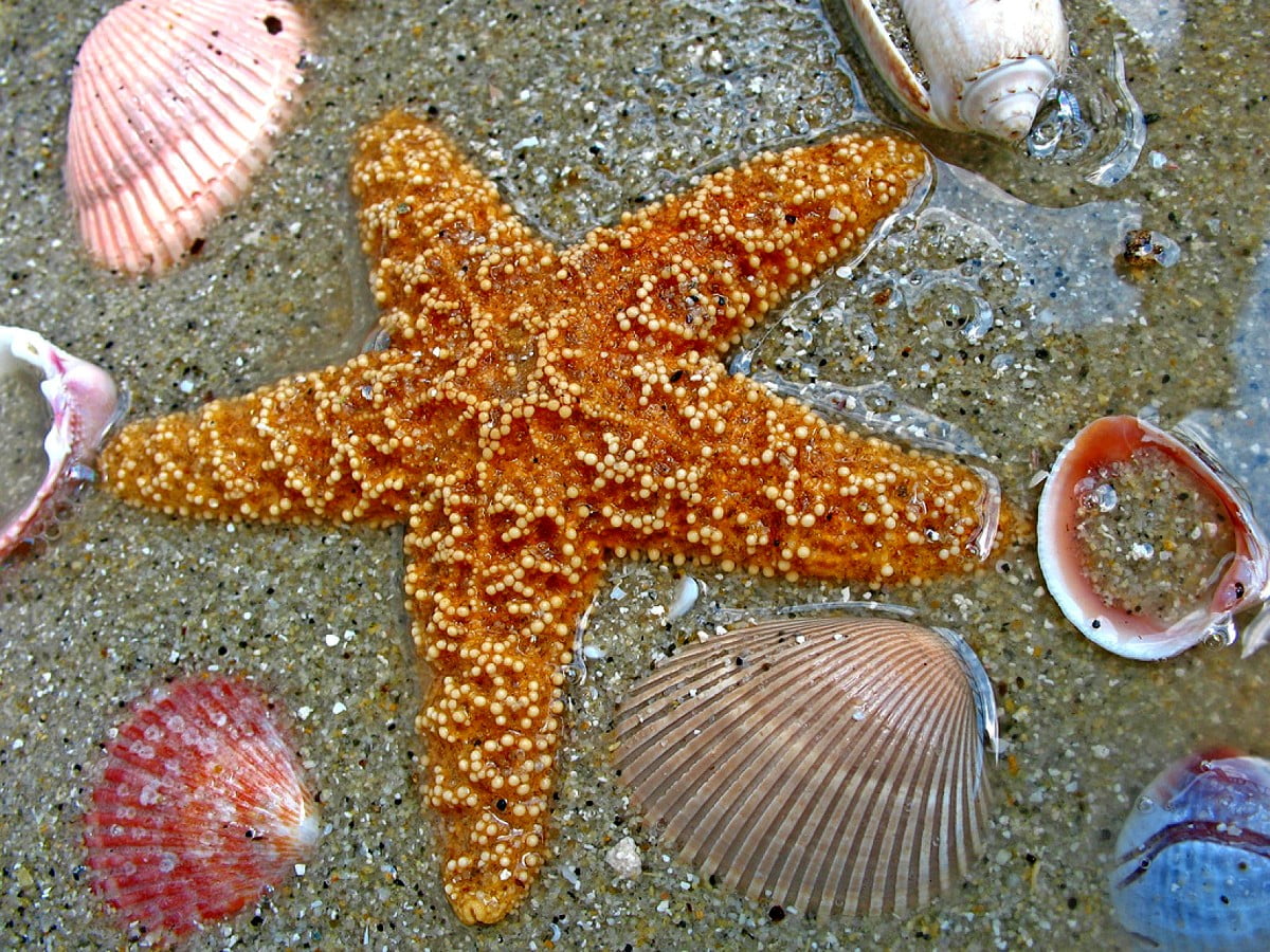 Seestern, Riff, Aquarium Hintergrund | Download kostenlose Bilder