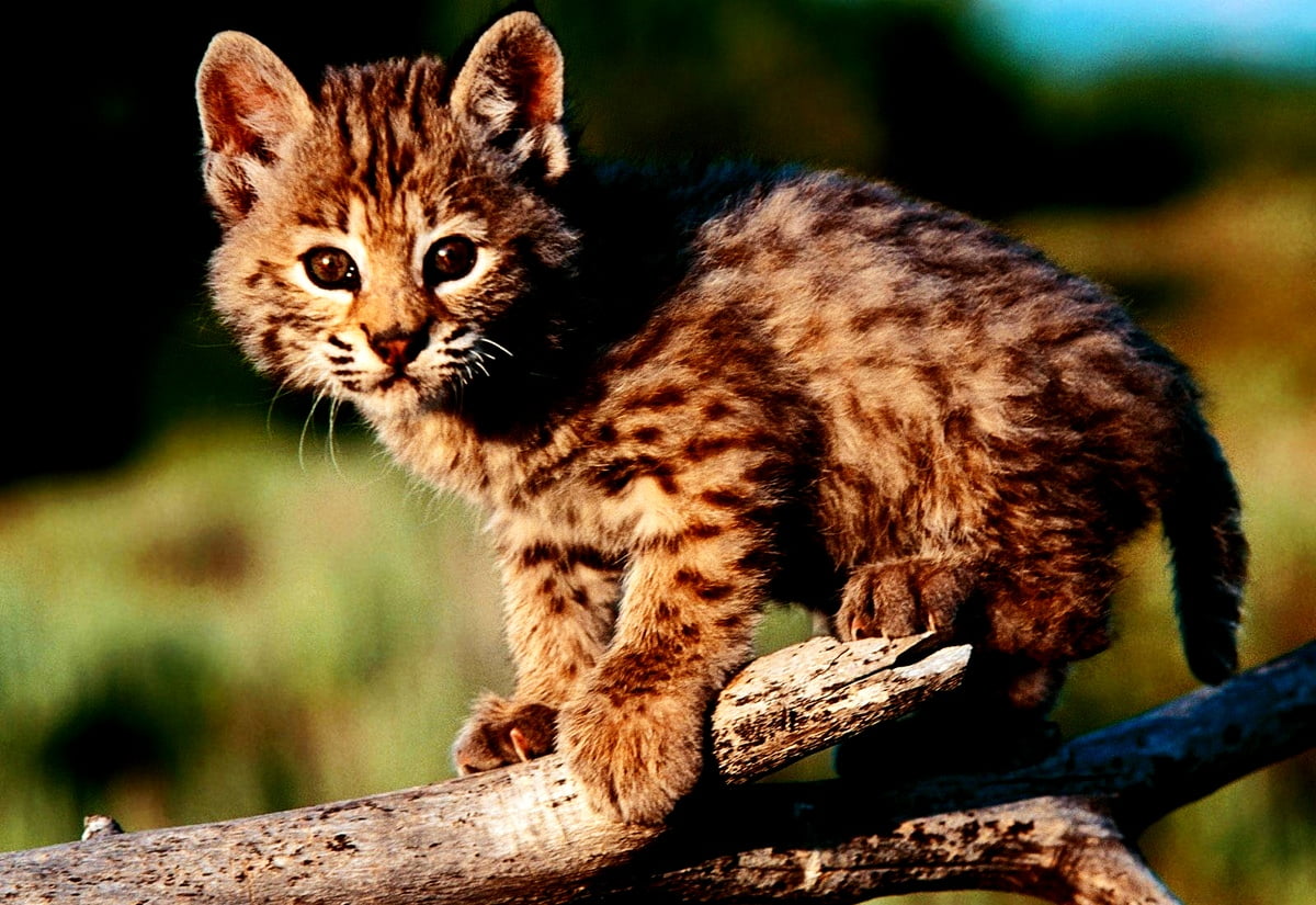 60+ Wilde Katze Hintergrundbilder HD | Kostenlose Bilder