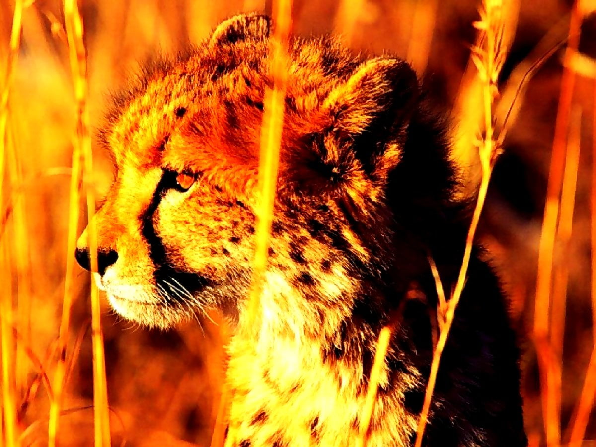 Geiles Große Katzen, Tierwelt, Natur Wallpaper | Download freie Wallpapers