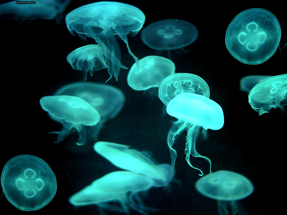 Gutes Qualle, Meeresleben, Tiere Hintergrundbild | Beste kostenlose ...