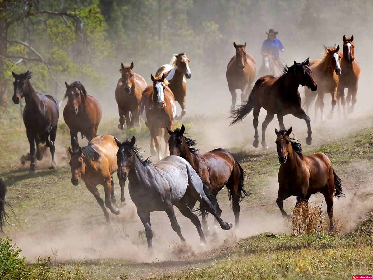 Pferd, Herde, Mustangpferd Foto | Download kostenlose Fotos