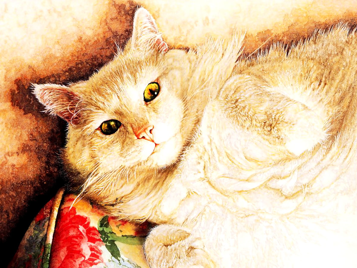 Katzen, Tiere, Hauskatze Bild | Kostenlose TOP Fotos