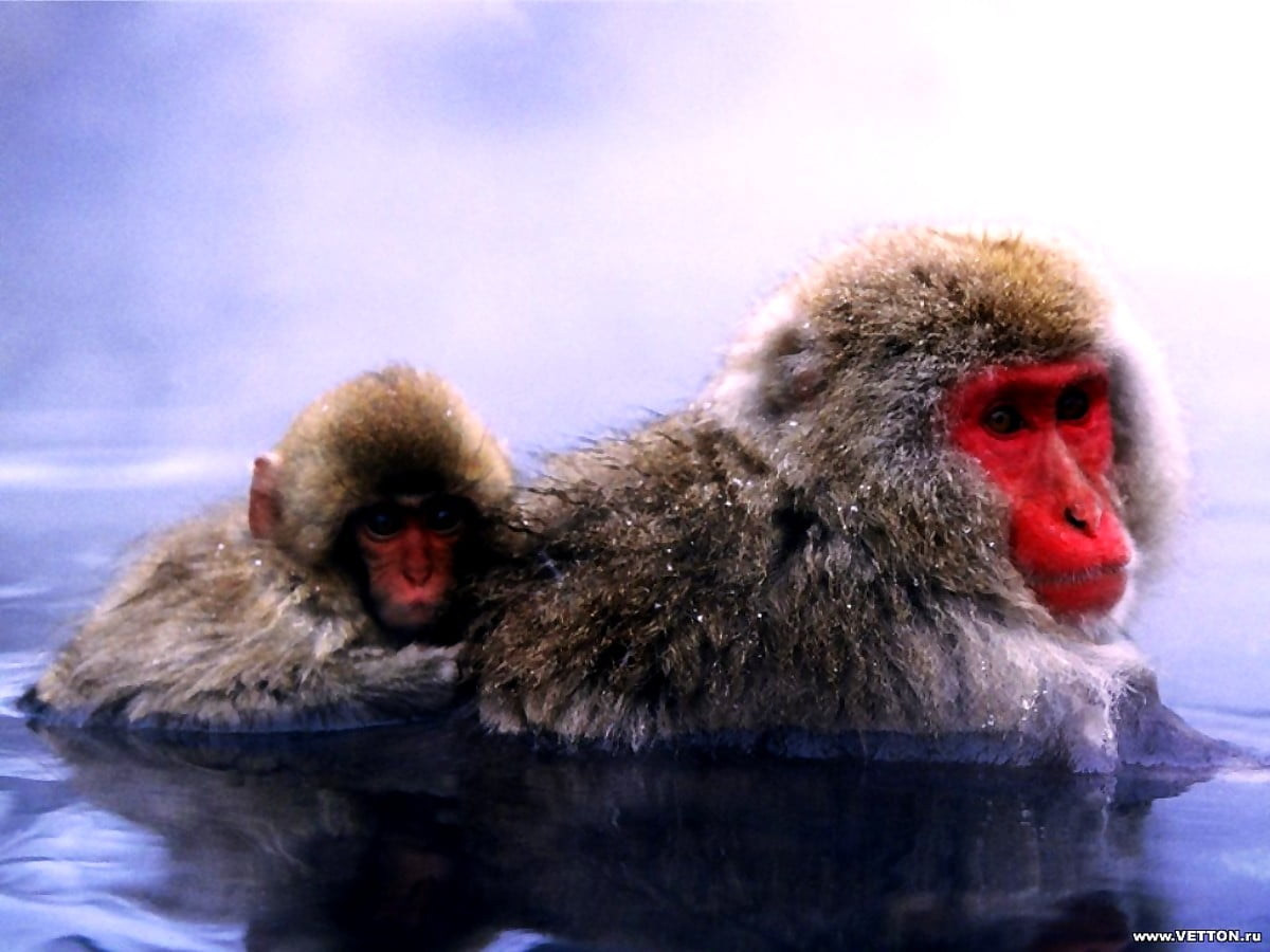 Foto Affe, Makaken, Japanischer Makaken | Download kostenlose Fotos