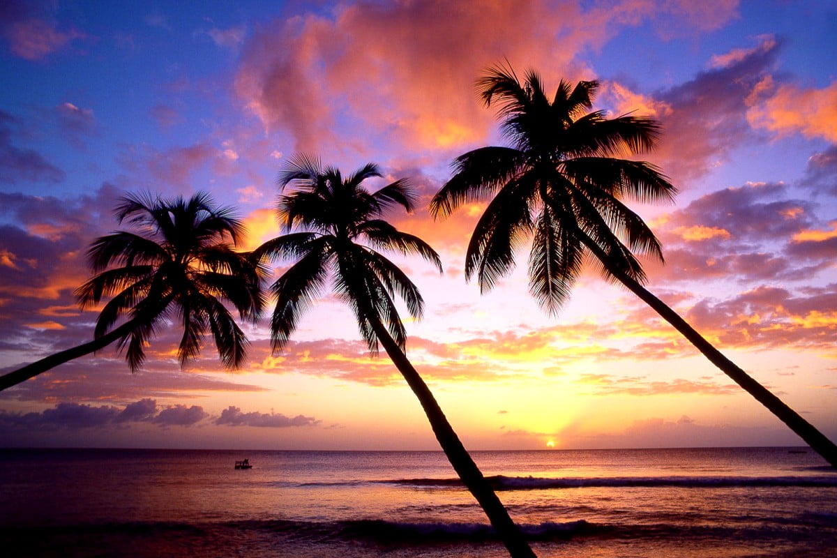 Bild Sonnenaufgang, Natur, Palme | Kostenlose TOP Bilder