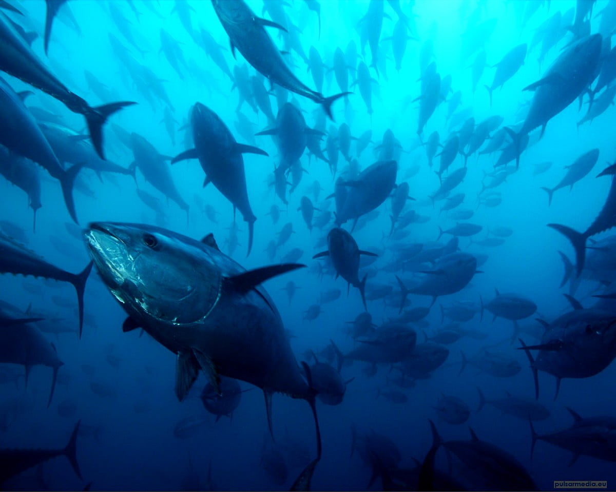 Foto Meer, Fisch, Unterwasserwelt | TOP kostenlose Fotos