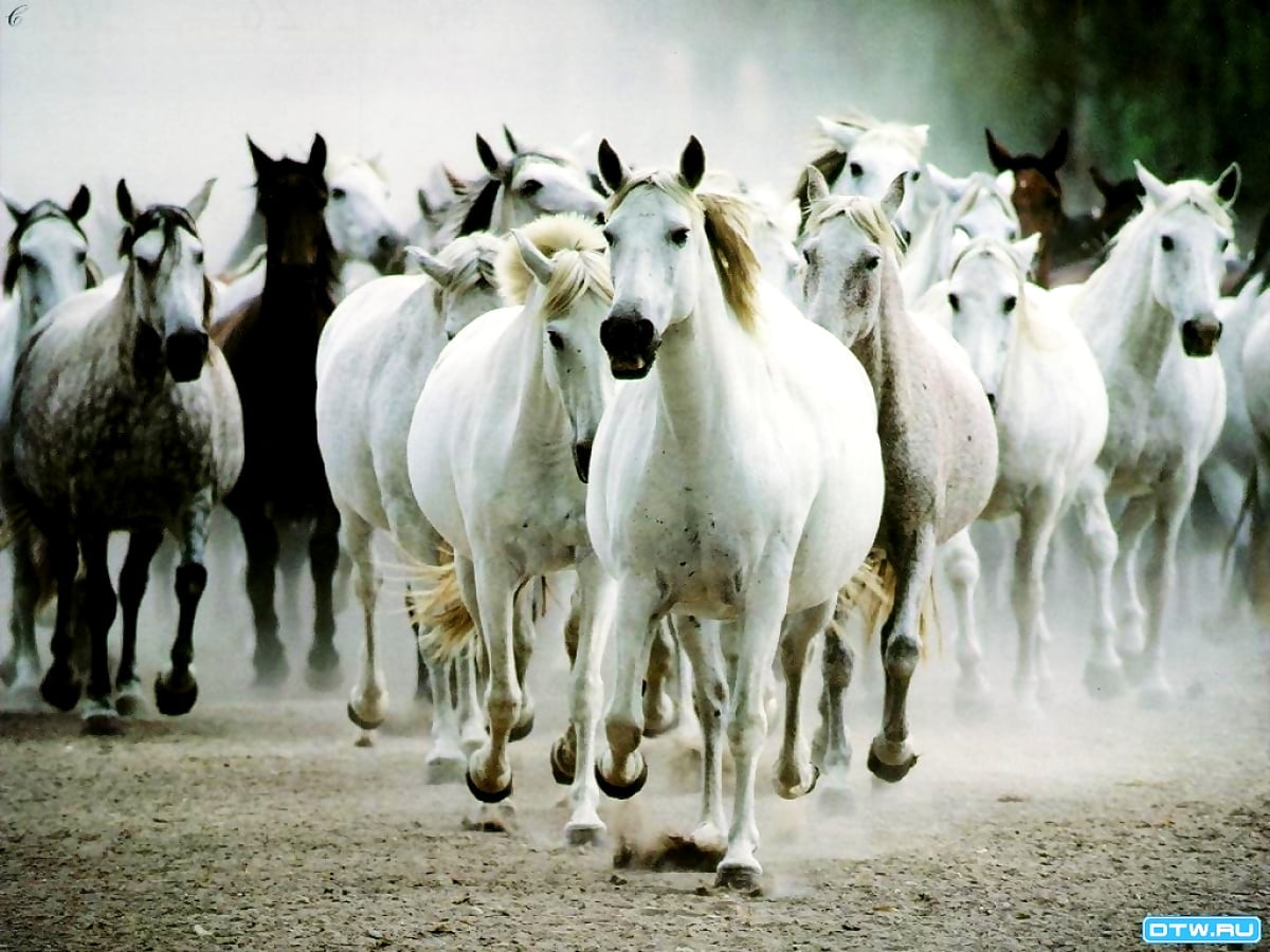 Hintergrundbild Pferd, Herde, Tiere widescreen | Download freie ...