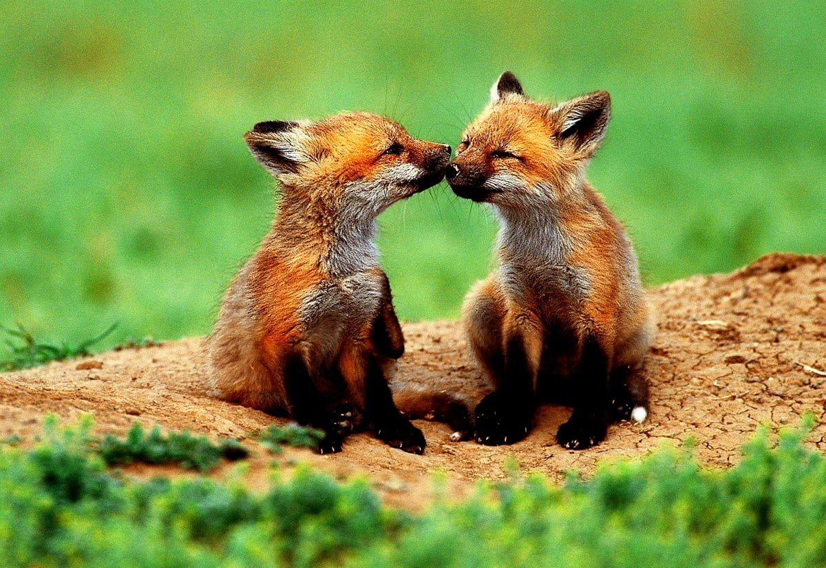 Hintergrundbild Fuchs, Tierwelt, Tiere 🔥 Beste kostenlose Wallpapers