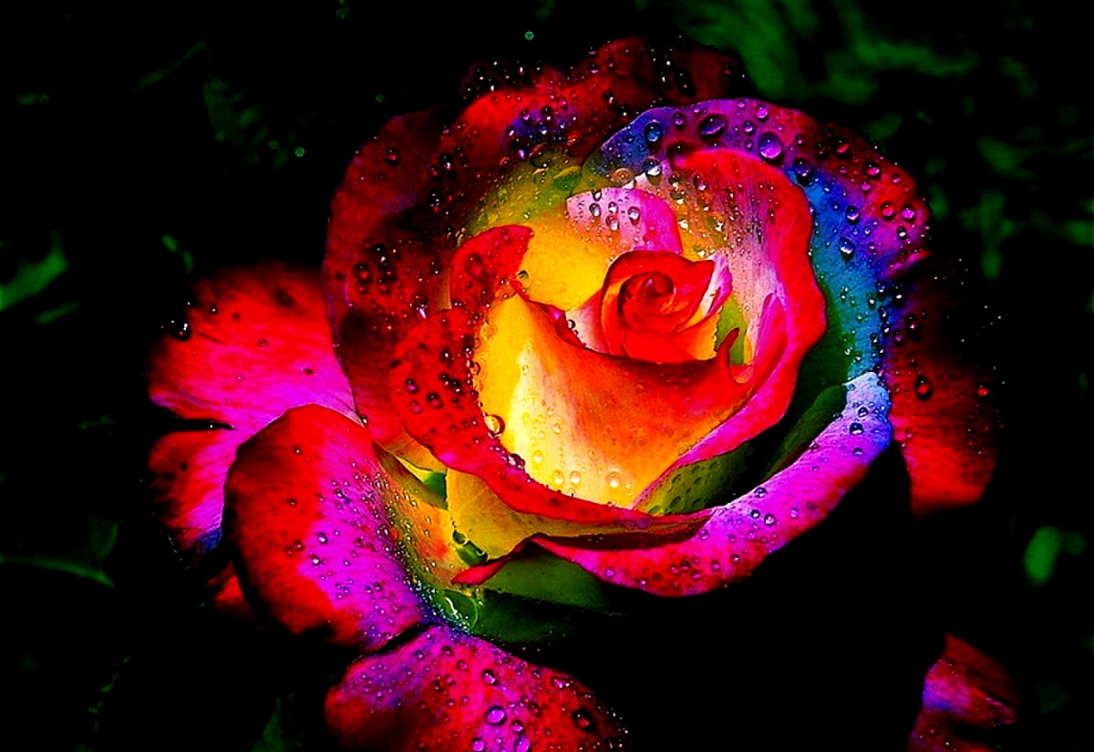 230+ Rose Hintergrundbilder HD | Kostenlose Bilder