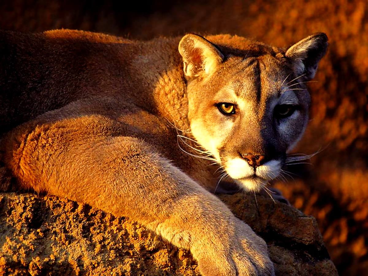 Geiles Große Katzen, Tierwelt, Natur Wallpaper | Download freie Wallpapers