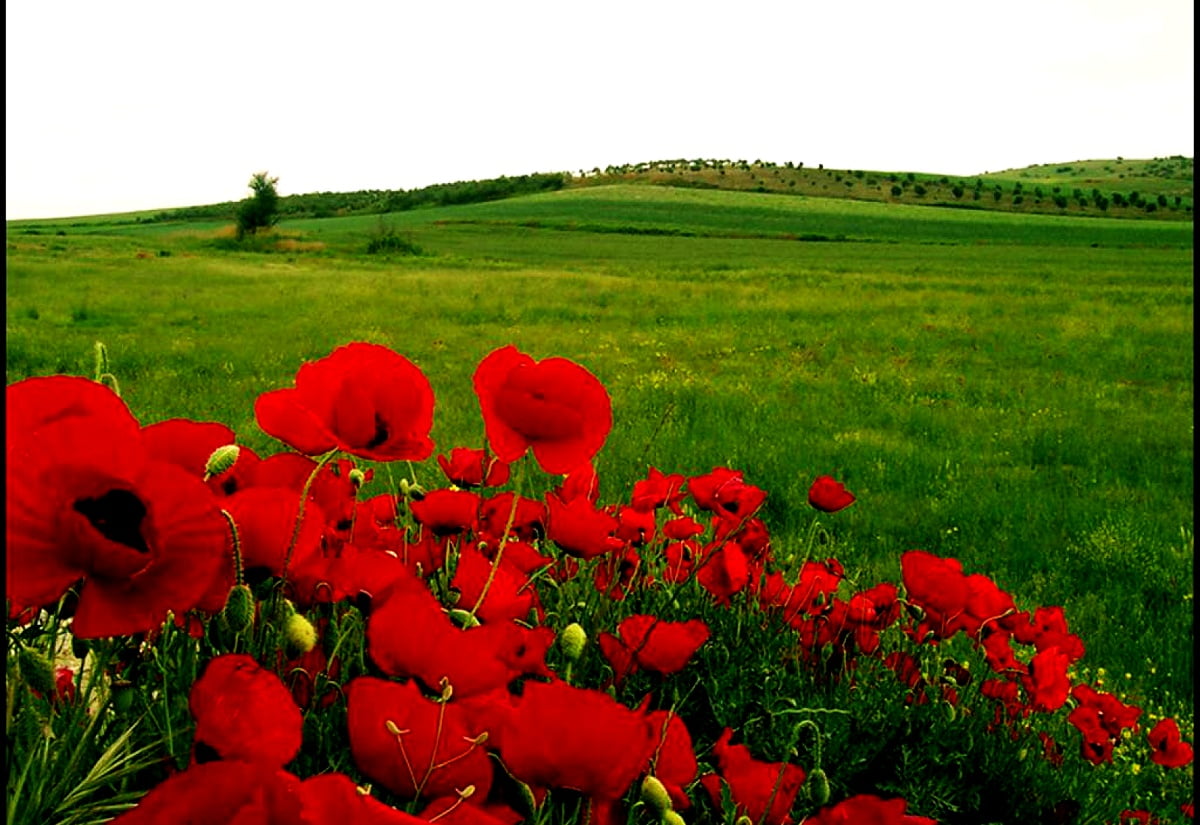 Mohn, Blumen, Feld Hintergrund | Kostenlose TOP Hintergründe