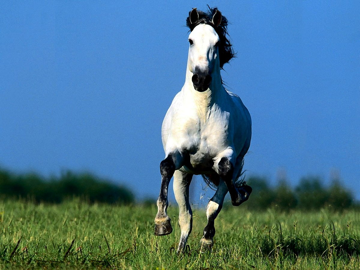 200+ Pferd Hintergrundbilder HD | Kostenlose Bilder
