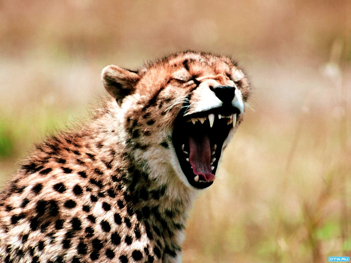 Schönes Hintergrundbild Gepard, Tierwelt, Tiere | Download kostenlose ...