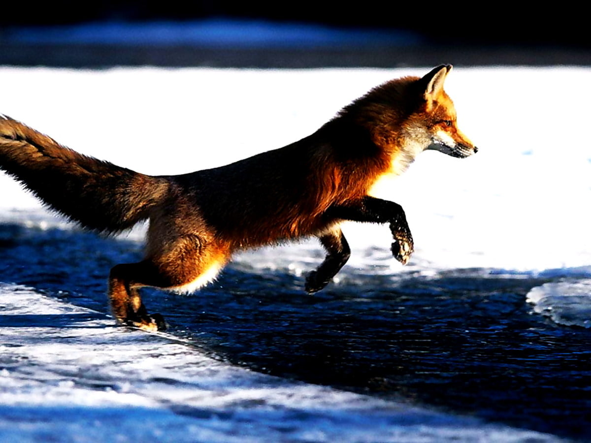 Fuchs, Roter Fuchs, Tiere Foto | Download beste freie Fotos