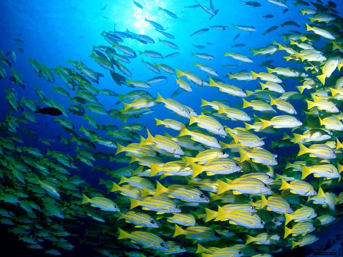 650+ Aquarium Hintergrundbilder HD | Kostenlose Bilder