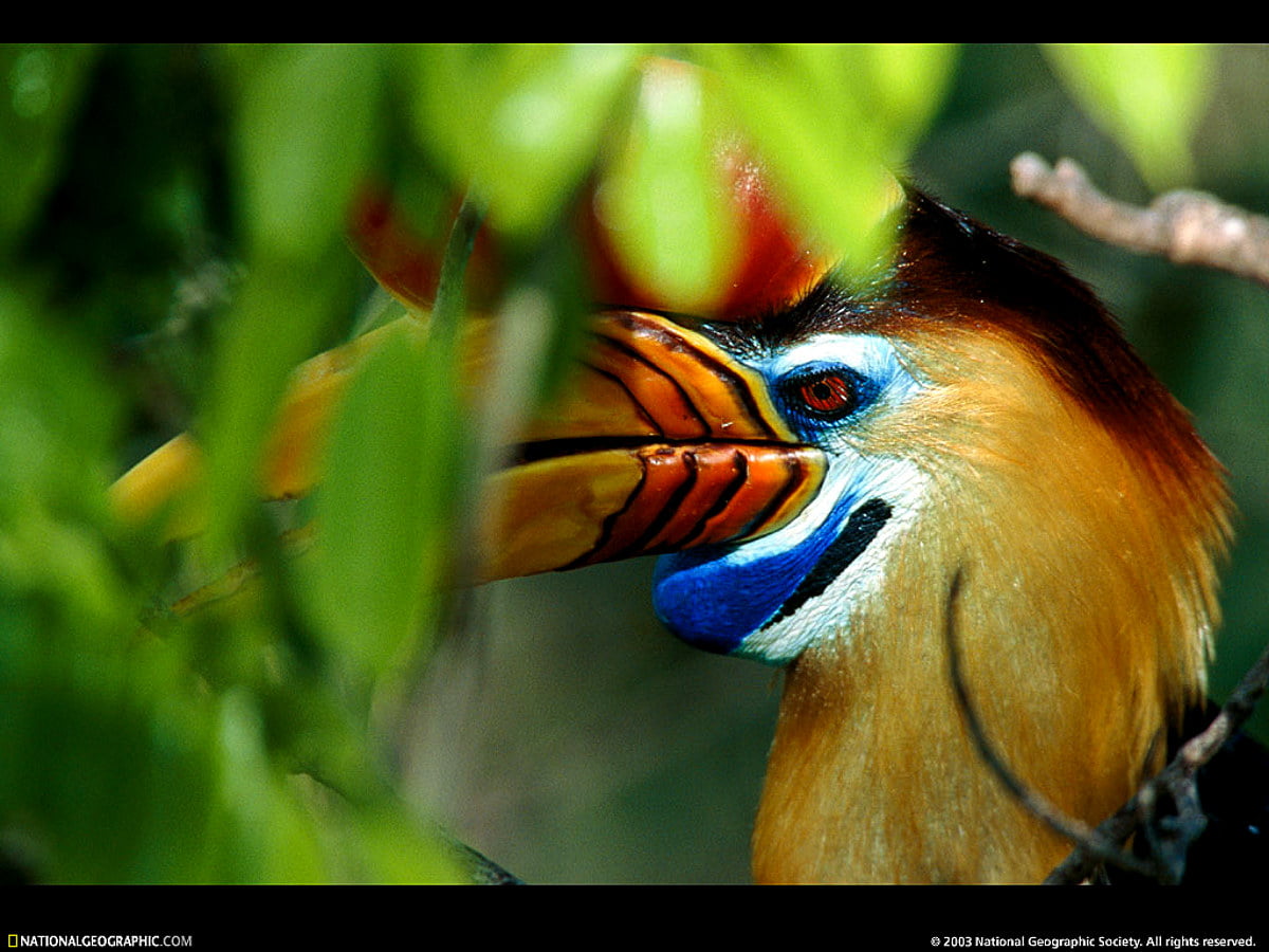 National Geographic, Tierwelt, Nat Geo Hintergrundbild | Download ...