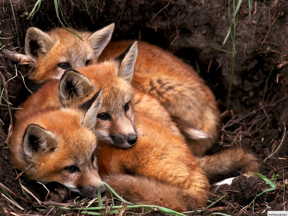 Hintergrund Fuchs, Tierwelt, Tiere | Kostenlose TOP Hintergründe