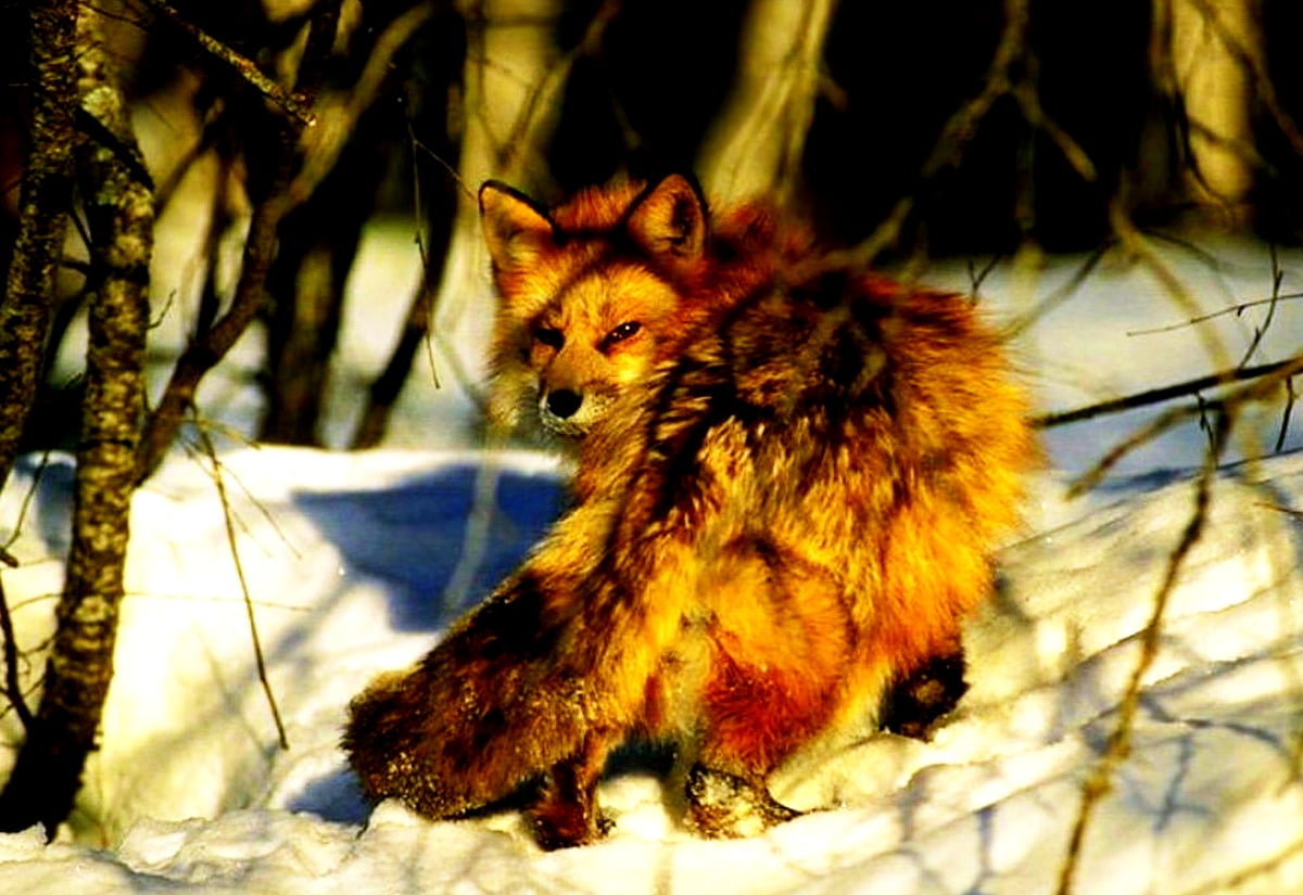 Hintergrundbild Fuchs, Tiere, Tierwelt | TOP kostenlose Hintergrundbilder