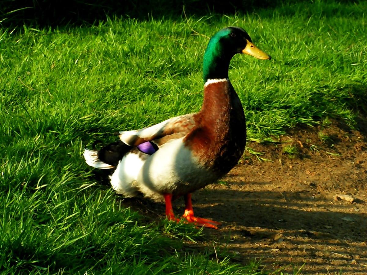Foto Vogel, Ente, Stockente | Beste kostenlose Fotos