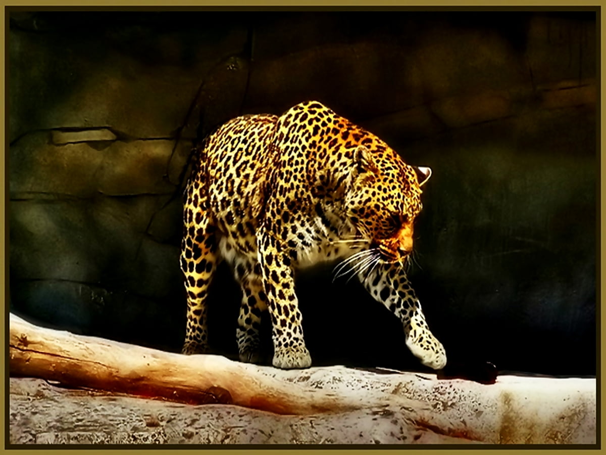 20+ Afrikanischer Leopard Hintergrundbilder HD | Kostenlose Bilder