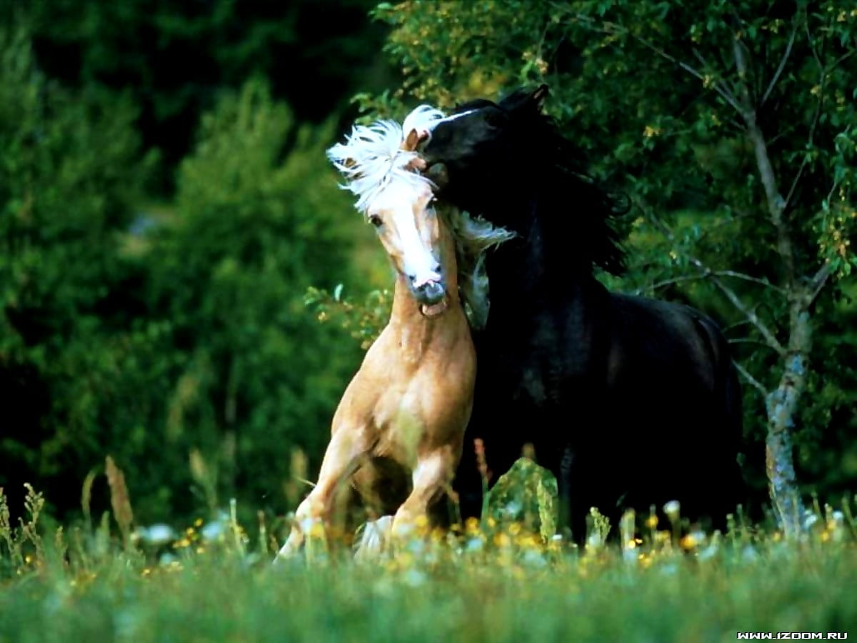200+ Hintergrundbilder Pferd HD | Kostenlose Bilder