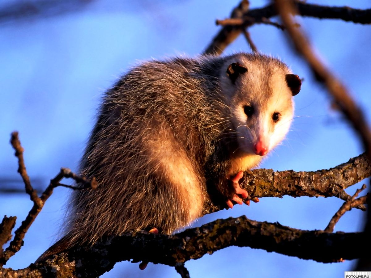 Gemeinsames Opossum Hintergrundbilder HD | Kostenlose Bilder