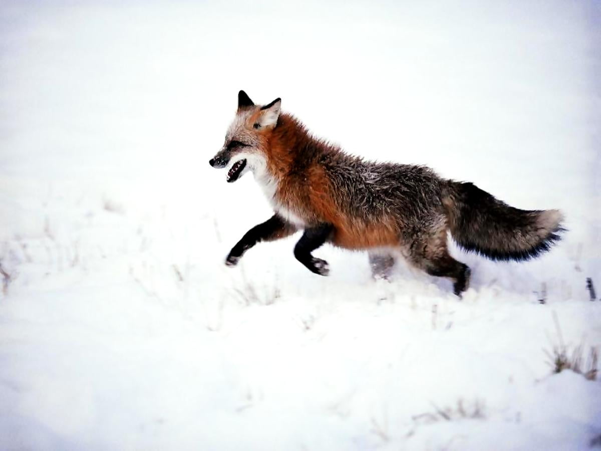 Foto Fuchs, Roter Fuchs, Tiere | TOP kostenlose Fotos