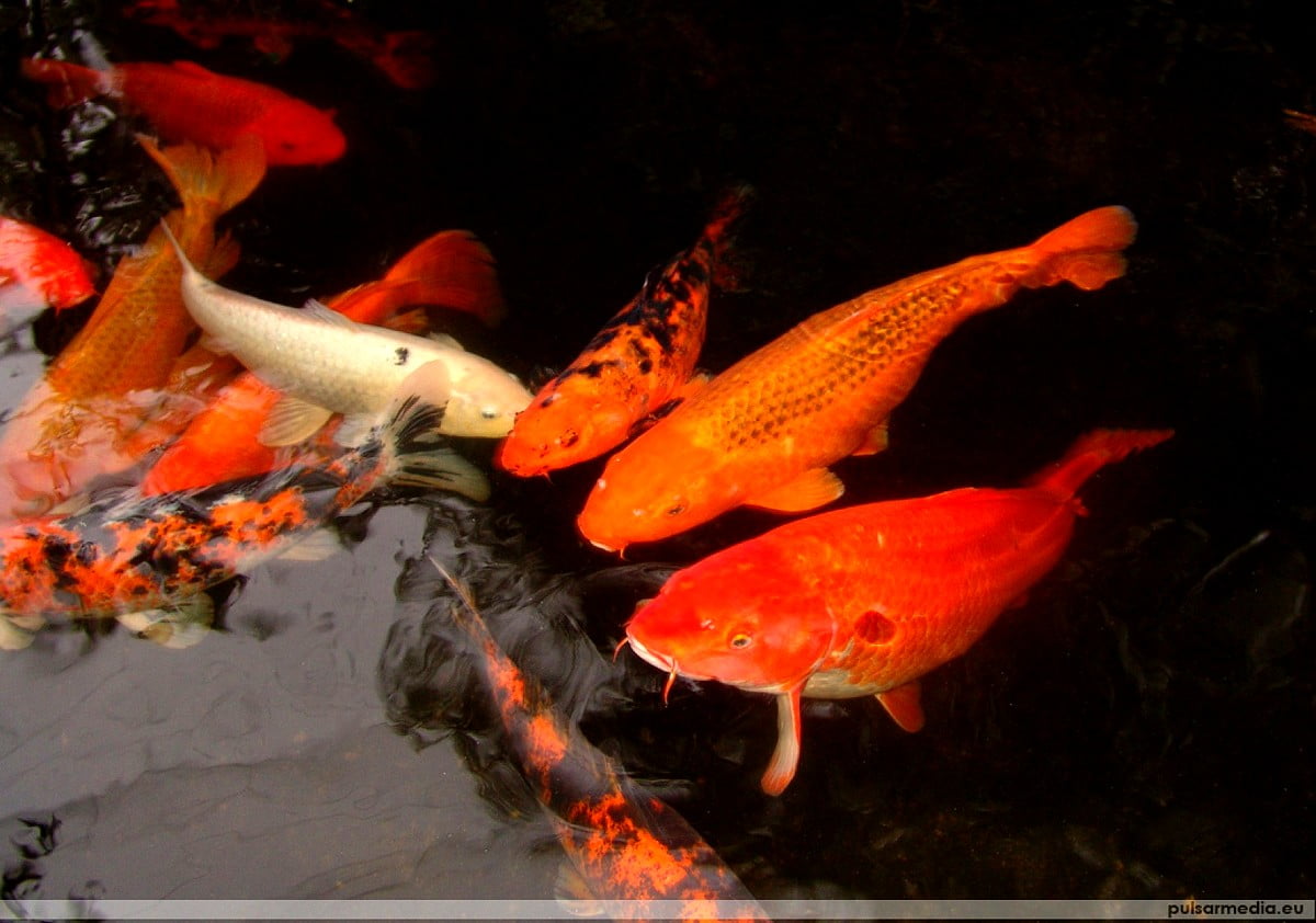 Koi Hintergrundbilder HD | Kostenlose Bilder