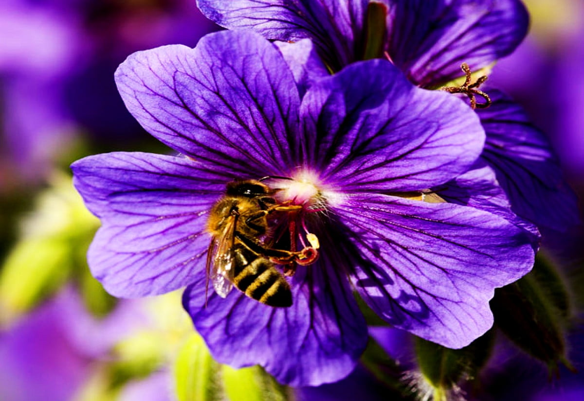 Blumen, Biene, Blütenblatt Hintergrundbild | Kostenlose TOP ...