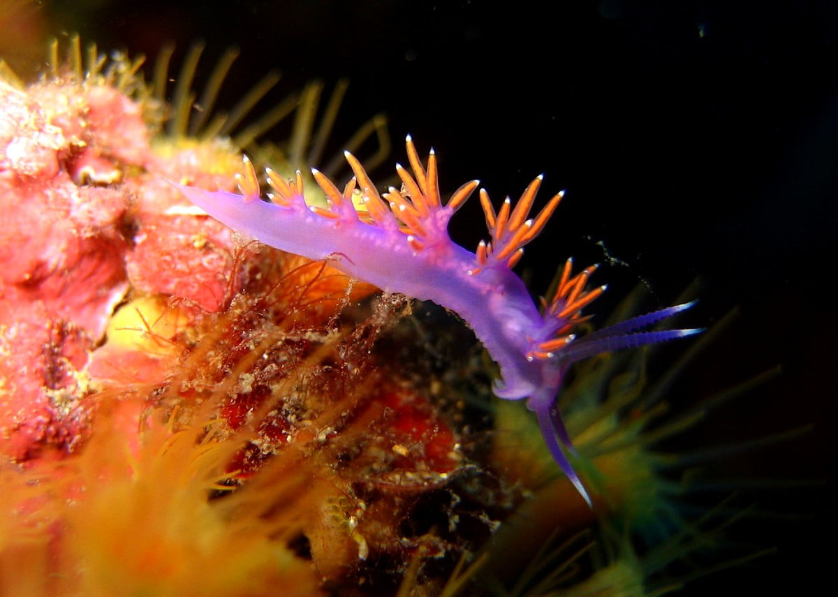 1600x900 Hintergrundbild Weichtiere, Riff, Aquarium | TOP kostenlose ...