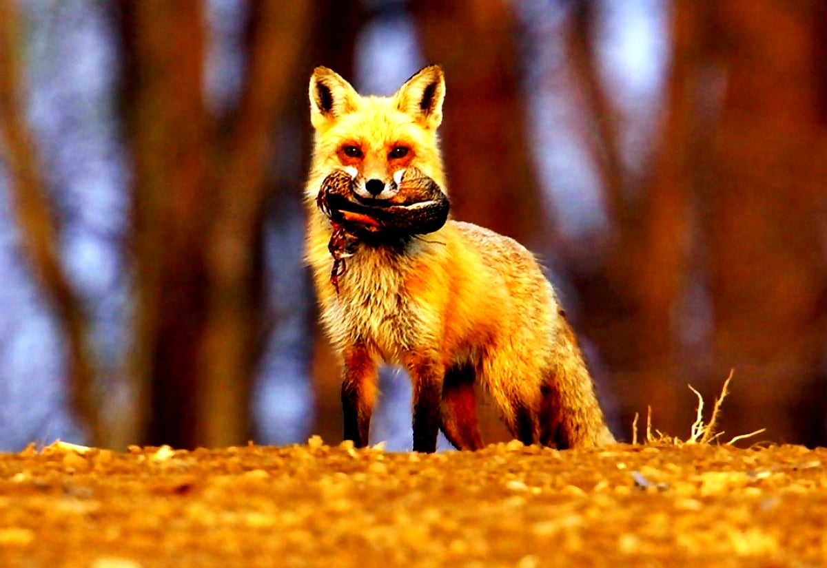 Fuchs, Roter Fuchs, Tierwelt Hintergrundbild | Kostenlose TOP ...
