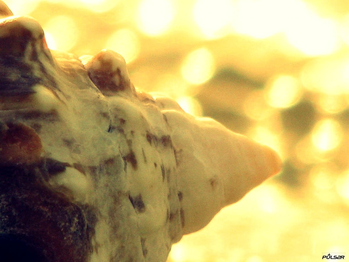 210+ Muschel Hintergrundbilder handy | Kostenlose Bilder