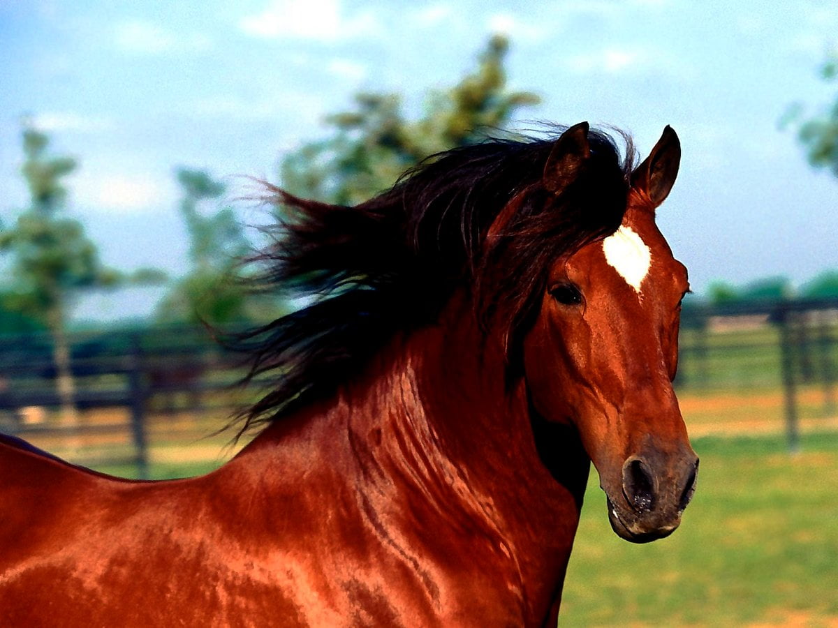 200+ Pferd Hintergrundbilder HD | Kostenlose Bilder