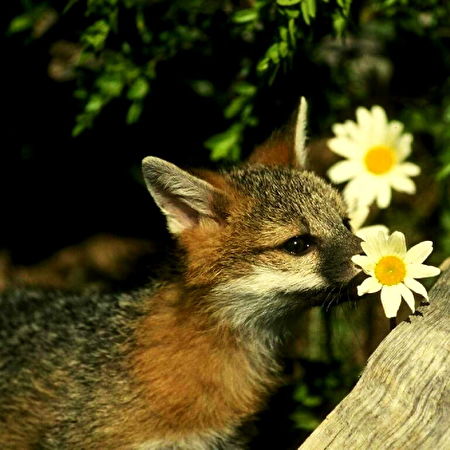 Wallpaper Fuchs, Tiere, Tierwelt | TOP kostenlose Fotos
