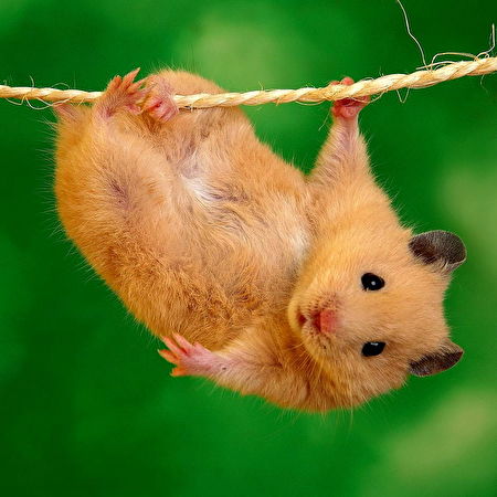 Bild Tierwelt, Hamster, Tiere | Beste freie Fotos