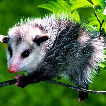 Nordopossum Hintergrundbilder HD | Kostenlose Bilder